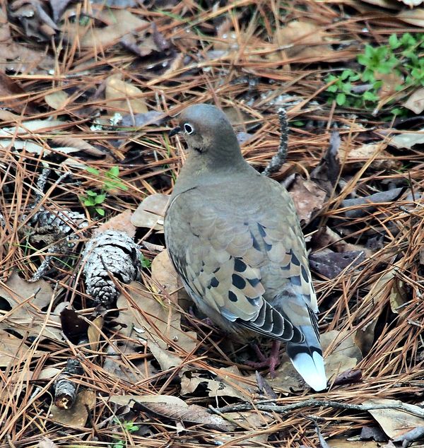 Strange White Tailed Dove: Was looking out my kitchen window and saw ...