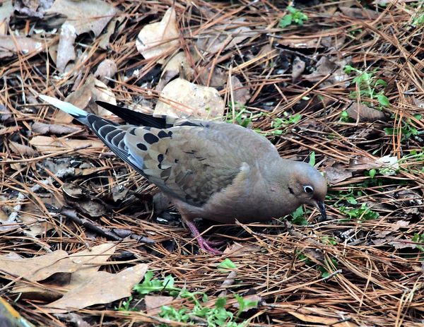 Strange White Tailed Dove: Was looking out my kitchen window and saw ...