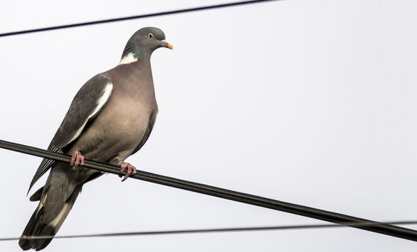 a few birs: A buzzard,wood pigeon and a winking collared dove...
