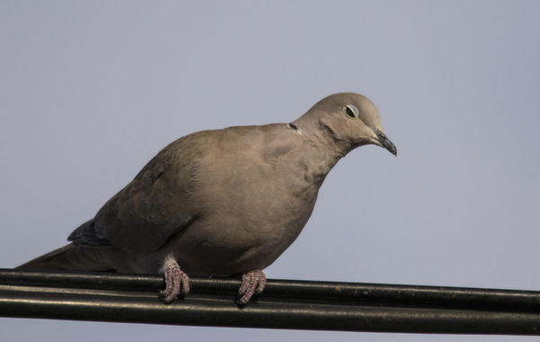 a few birs: A buzzard,wood pigeon and a winking collared dove...