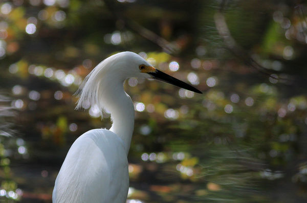 From my trip down Loop Rd, with Sylvia, Bob and Jim: It was a fun day, Jim Carter and I had the ...