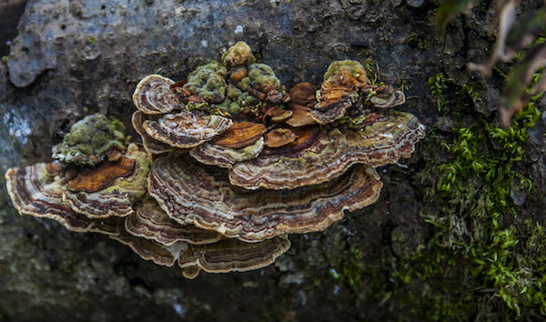 Turkey Tail Mushrooms: This form of fungus is found in forested areas ...