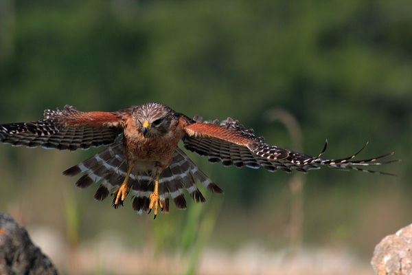 A pleasant encounter with a Red-shouldered Hawk: I was able to get ...