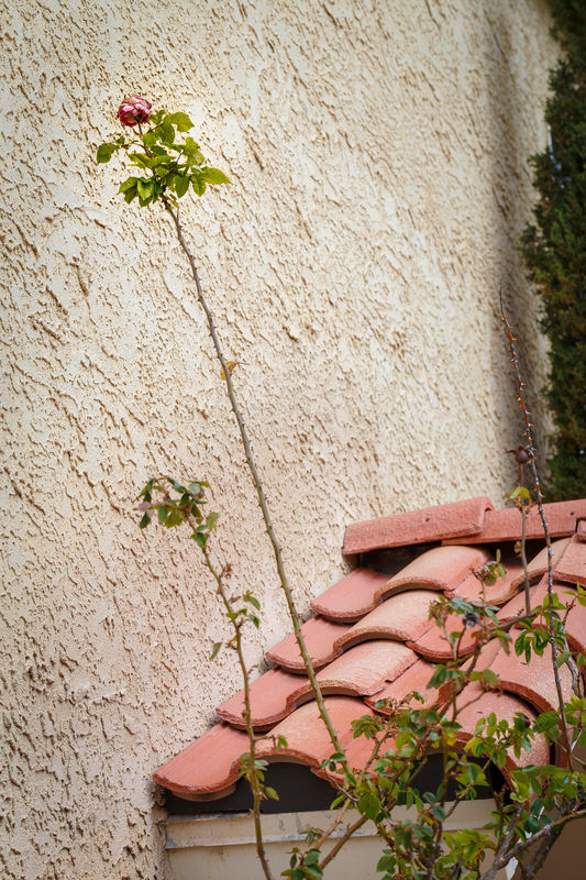 The rose that rose: and rose...and rose That is the roof over the ...