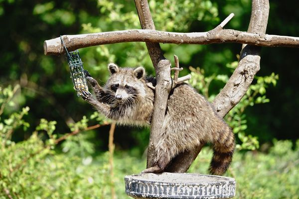 Caught the masked suet thief red handed! My friends all tell me I need ...