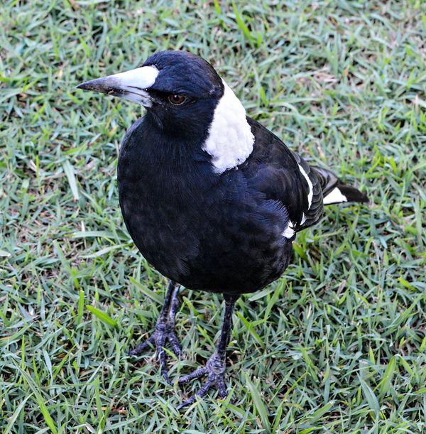 Friendly Magpie: I had a surprise visit from a very tame Maggie ...