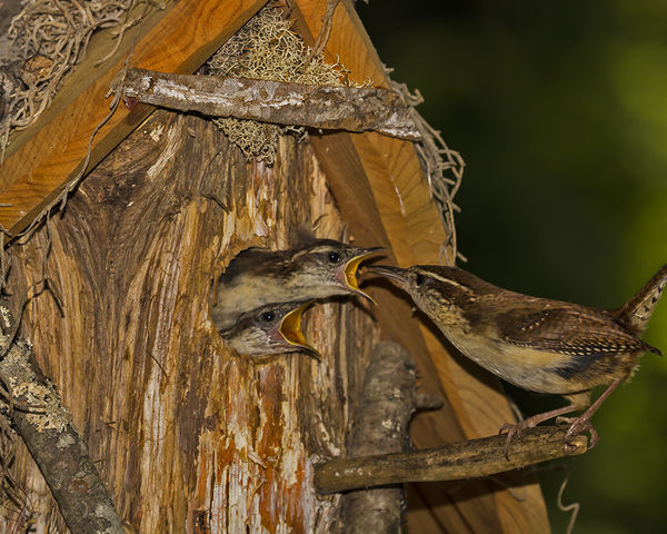More Carolina Wren nestlings: A continuing story of these babies almost ...