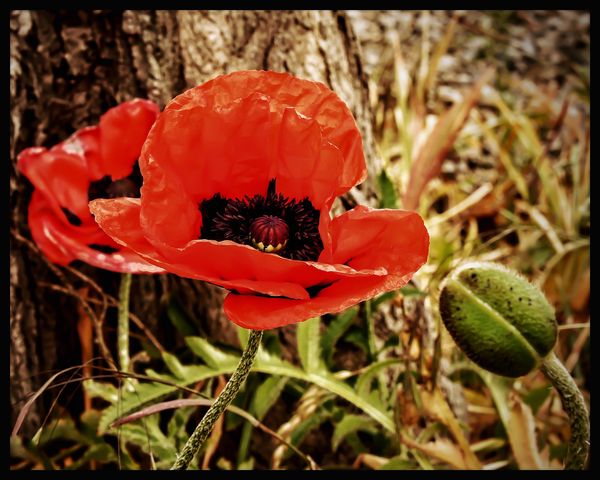 Vibrant Poppy: Growing by the side of the road. Canon 650d 18-55mm lens.