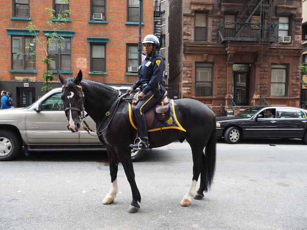 NYC Mounted Police (NYC Street Scenes Series): 35th between 8th & 9th ave.