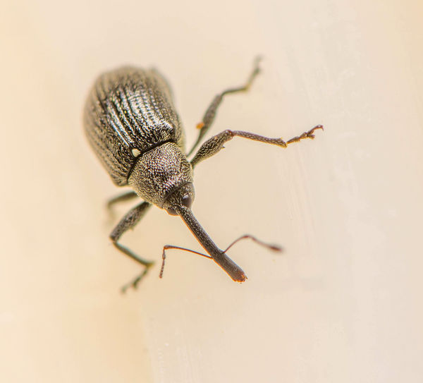 What a long nose you have Mr. Weevil: I think these two came in with a ...