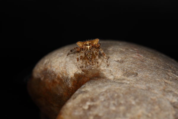 Small Triangle bottomed Orb Weaver: Not very pleased with being ...