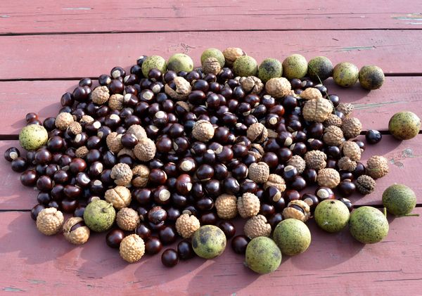 Buckeyes and Black Walnuts: Went out tonight and picked up some ...
