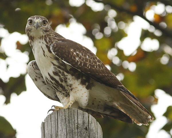 To Pose a Hawk: Sometimes you are just at the right place at the right ...