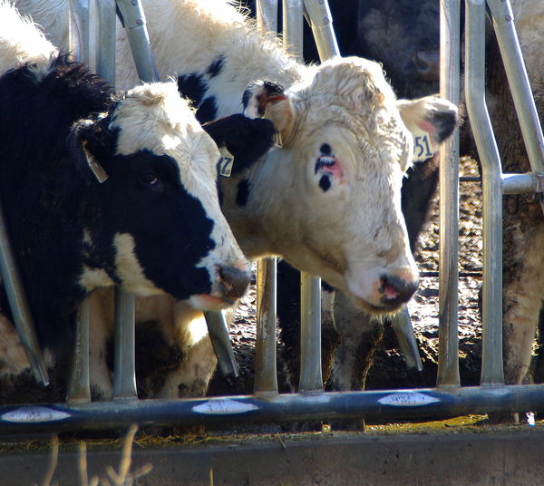 A 3-eyed Cow? I took a drive out into the countryside on Monday, taking ...