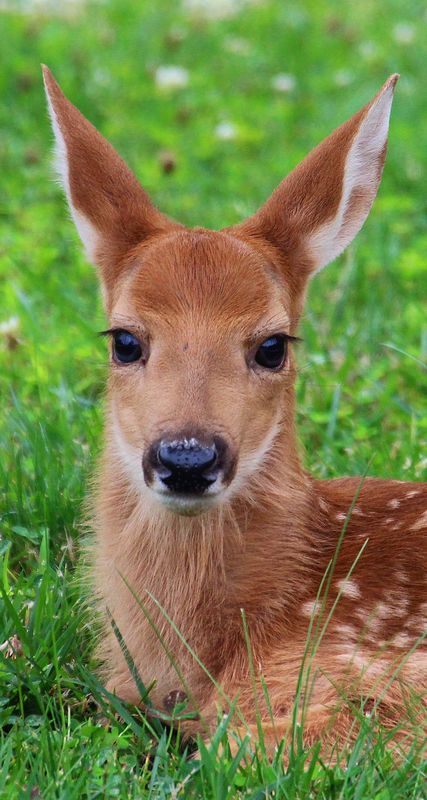 Few of a fawn all grown up (and lesson learned): Few of a fawn all ...