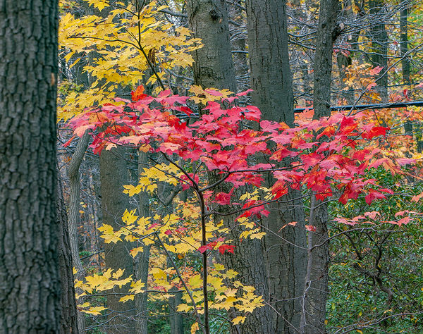 Fall Color photos taken previously: Due to my ankle injury, I could not ...