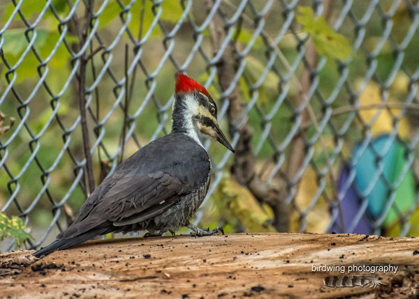 Dryocopus Pileatus: or Pileated Woodpecker Word Origin and History for ...