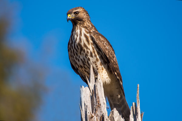 Backyard today, hawk and warbler: Sat outside to see who might come ...