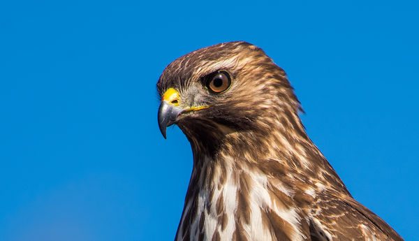 Backyard today, hawk and warbler: Sat outside to see who might come ...