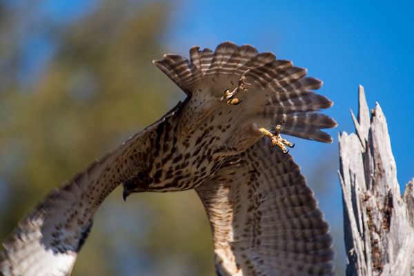 Backyard today, hawk and warbler: Sat outside to see who might come ...