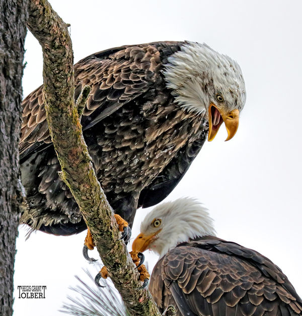 Bald Eagle having a temper tantrum: Today's weather was miserable. 15 ...