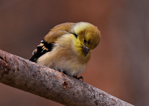 Nice Assortment of Birds Showed Up Today: I likes dat.