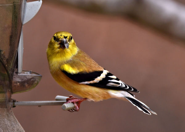 Nice Assortment of Birds Showed Up Today: I likes dat.