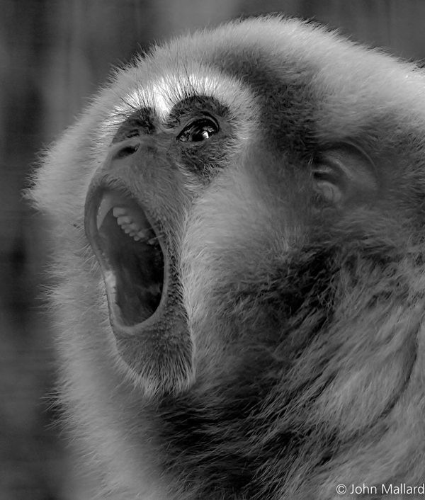 The Call: If your particular viewing device happens to have Scratch And ...