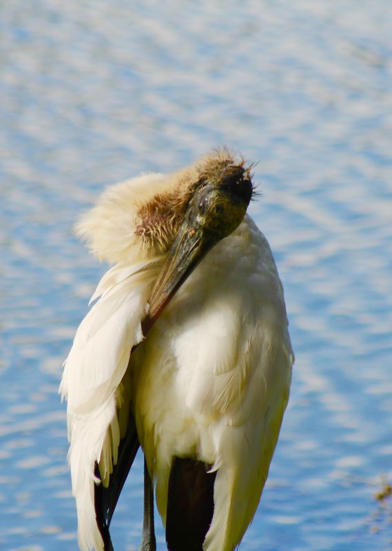 Ugly but unique: This wood stork looked so old and ugly but probably ...