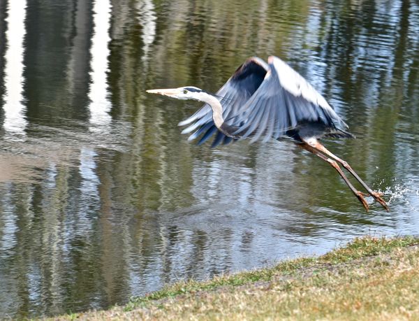 Great Blue Heron, Takeoff, In Flight and Landing: Our Florida community ...