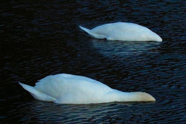 Swans at dusk: Some shots of the local swans at dusk.