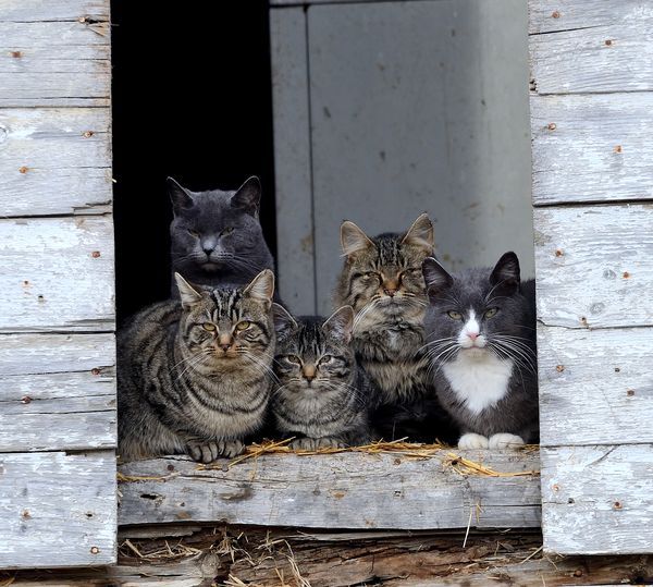 The Original Rat Pack: Barn cats on a North Dakota Fall Morning...