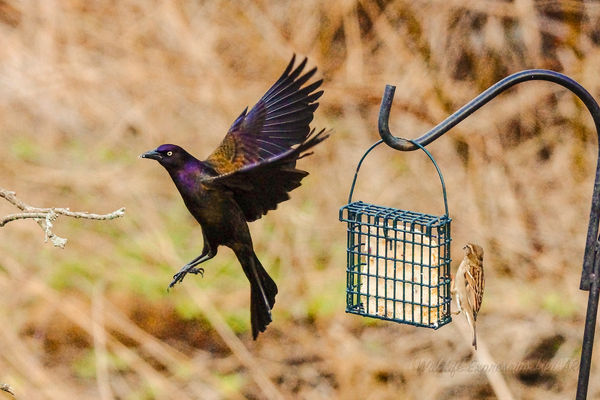 Colorful Grackle: Spent some time in the back yard yesterday. The ...