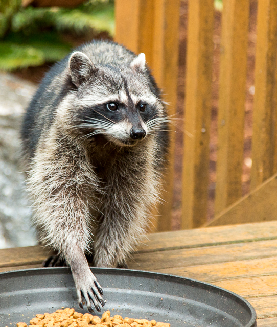 Raccoon Etude: The longer daylight hours give me a chance to capture ...