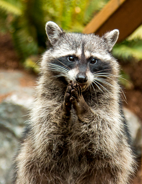 Raccoon Etude: The longer daylight hours give me a chance to capture ...