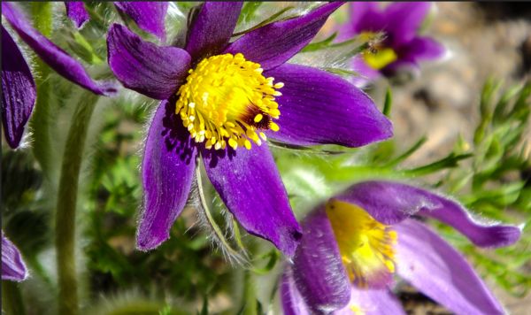 Fuzzy Flowers: Spring weather brought these beauties out at the arboretum!