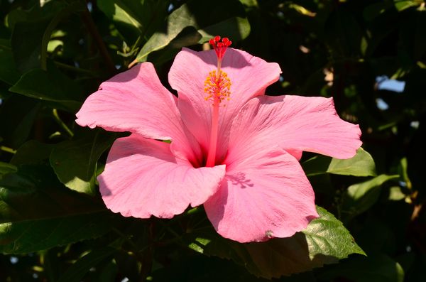 More Florida flora: Shot with D7000/sigma 17-50mm...