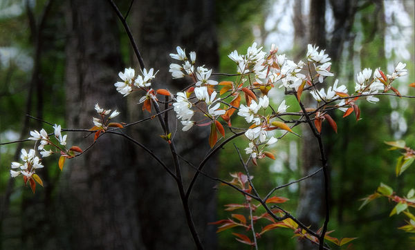 An uncommon fruit tree blossom - Serviceberry: Early blooming white ...