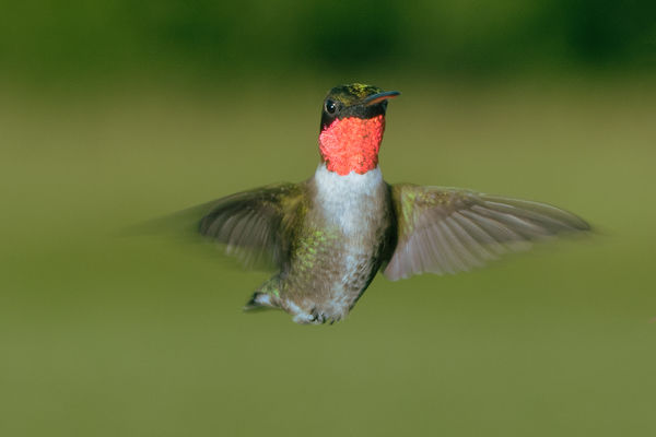 humming boys: yesterday was boys day at the feeder.