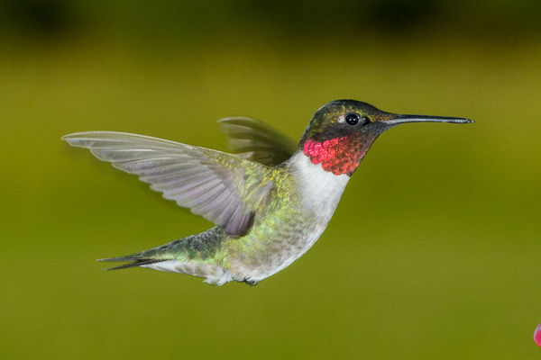 humming boys: yesterday was boys day at the feeder.