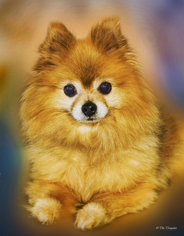 Peruvian Piranha Dog: Madame P has reclaimed her little friend and ...