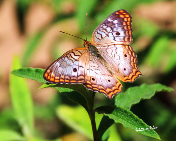 Butterflies: I seem to be having a problem sending out some pictures ...