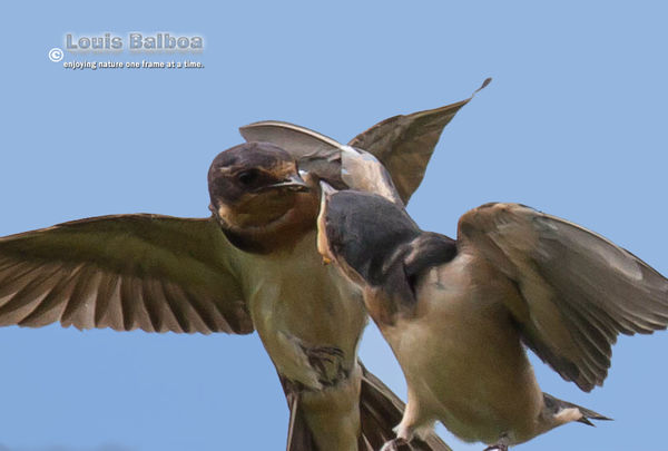 Swallows.NJ: Swallows.NJ...