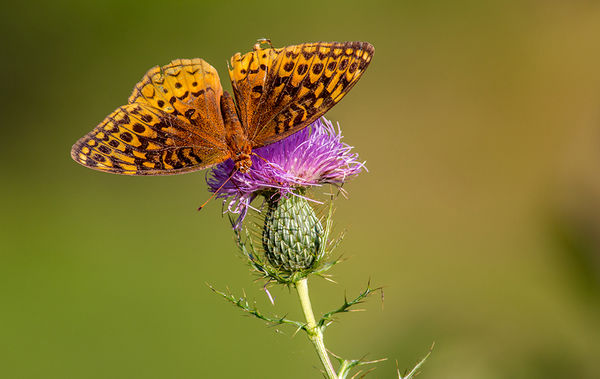Small but very beautiful butterflies: These butterflies are very small ...