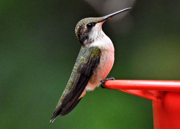 Hummingbird Perspectives: Larger than an acorn (not by much) but ...