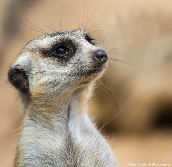 Faces: These are some of the faces at my favorite zoo, the Metro ...