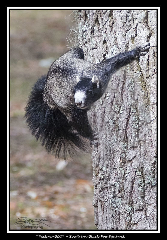 Southern Black Squirrel: The Black Fox Squirrel is relatively rare and ...