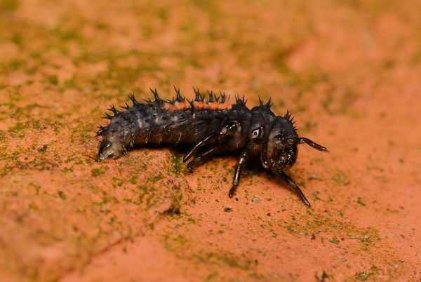 Lady Beetle Larva Molting: to many pics...