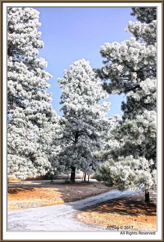 a lil bit of everything for this am: just a few pictures from this am ...