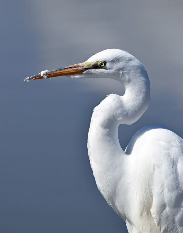 Great Egrets--How do they stay so clean? Great Egrets are fun to ...